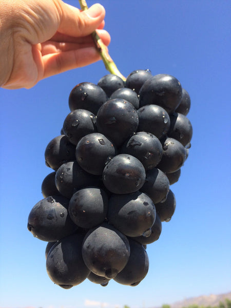 MAGICAL GRAPES | UNIVERSAL OVERALL